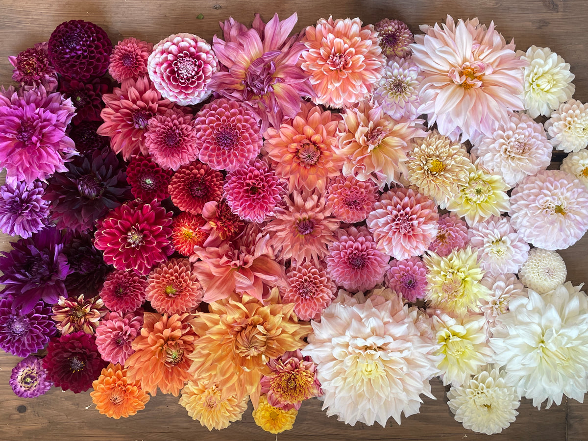 Flower CSA's – SHEGROWS Flower & Farm Shop